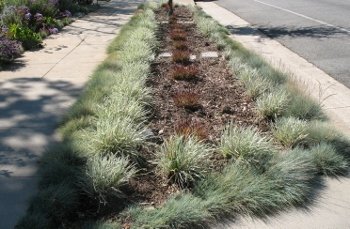 Replacing Lawn in Your Parking Strip – Hot Gardens